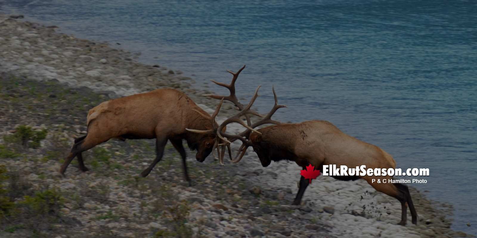 About Elk Calves